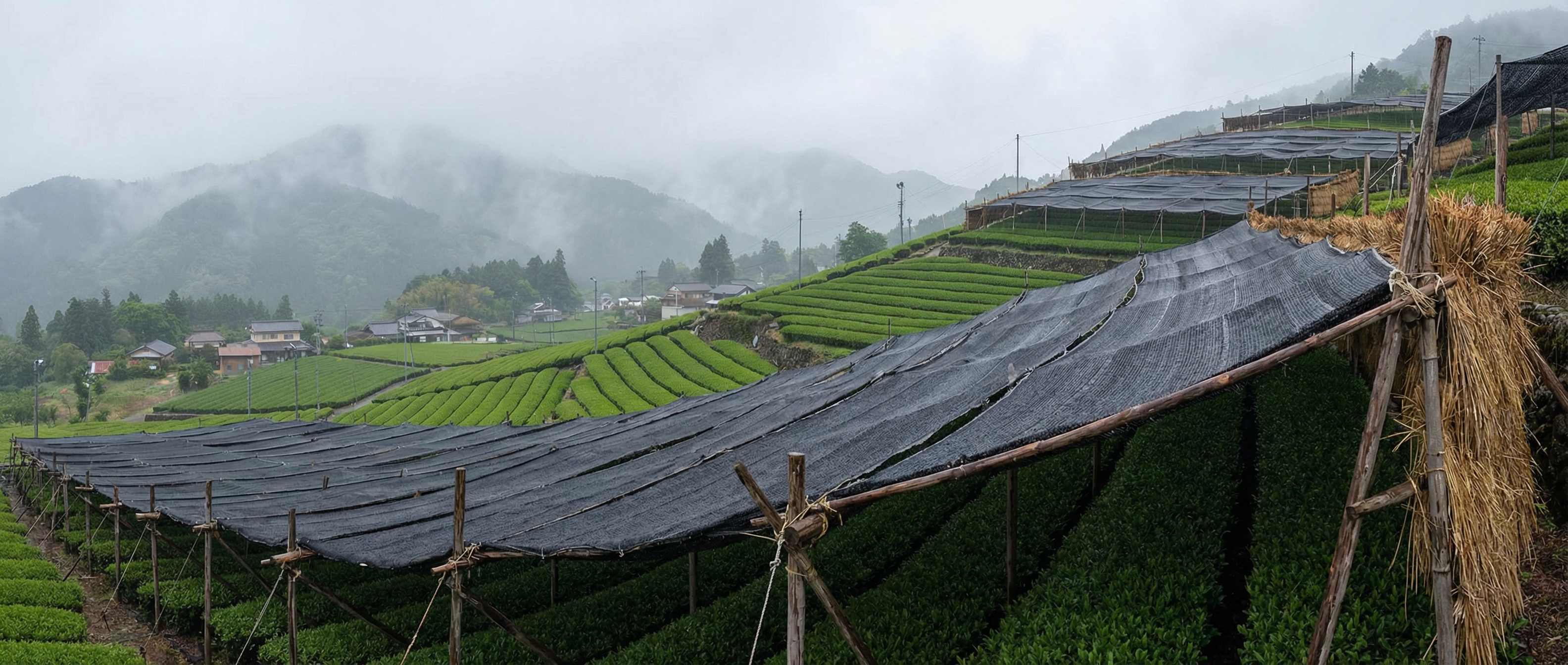 What Plant is Matcha From? - Riching Matcha